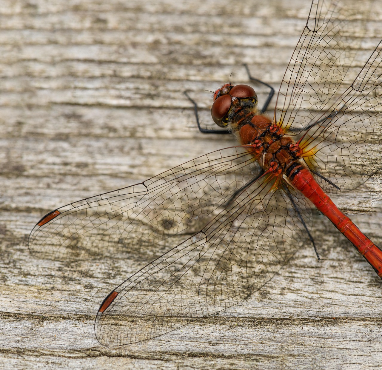 Libellule Insecte Ailes Sympetrum - Photo gratuite sur Pixabay - Pixabay