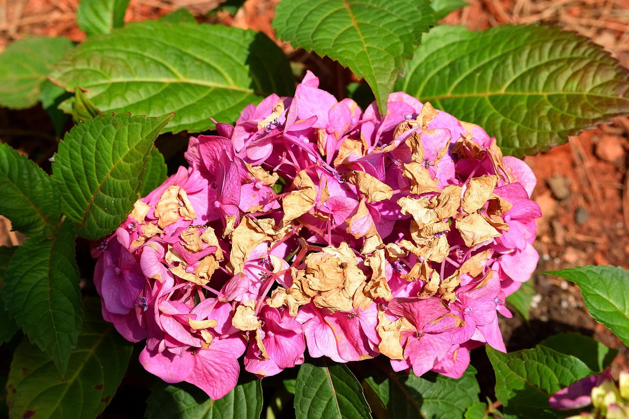 Hydrangea Nature Flower - Free photo on Pixabay - Pixabay