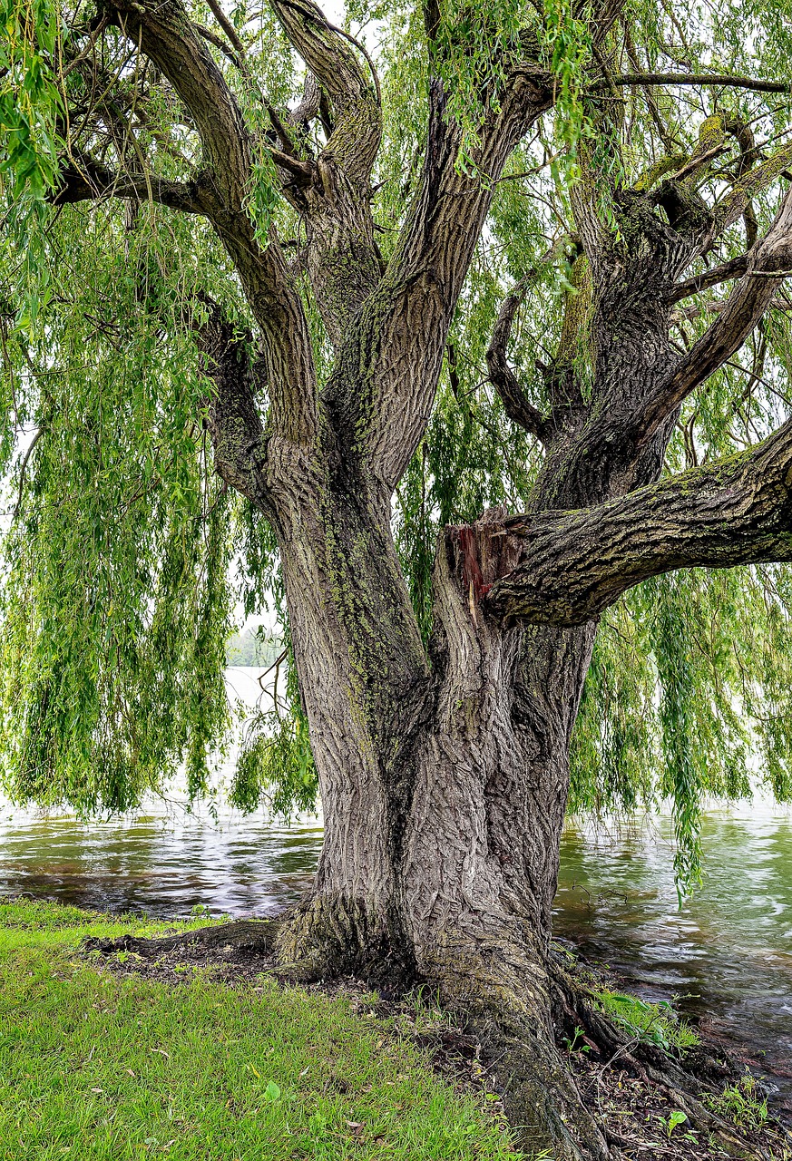 Tree Branches - Free photo on Pixabay - Pixabay