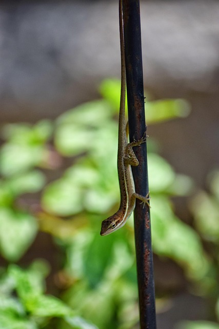 Ödla Natur Reptil - Gratis foto på Pixabay