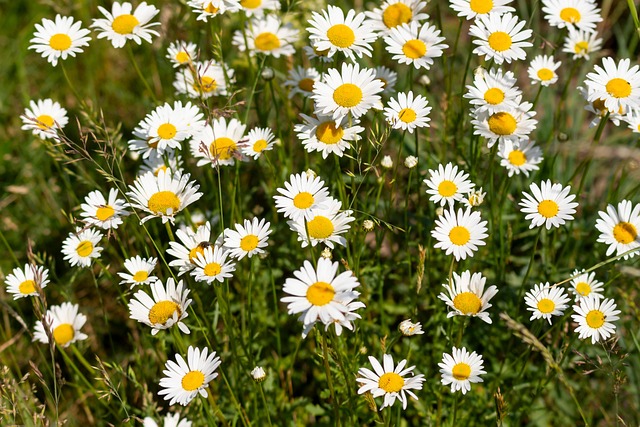Chamomile Flowers Meadow White - Free photo on Pixabay - Pixabay