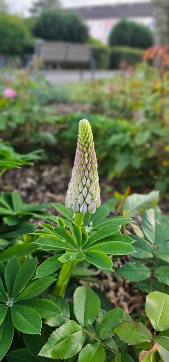 Planta Floreció Jardín - Foto gratis en Pixabay - Pixabay