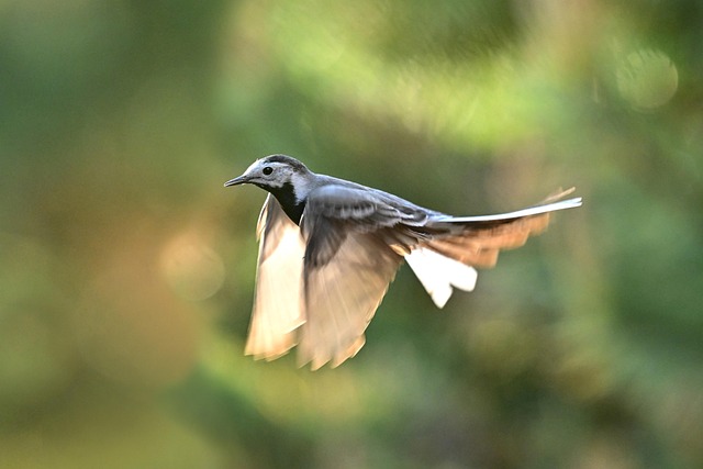 Bird Grey Wagtail Flight - Free photo on Pixabay - Pixabay