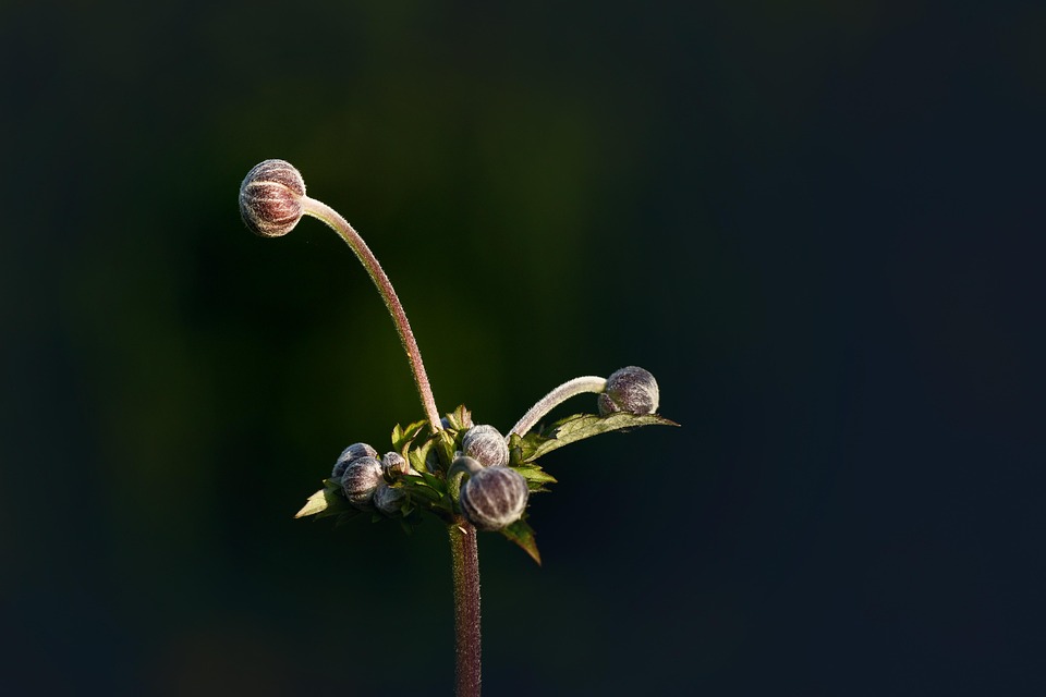 Flower Shots Alone - Free photo on Pixabay - Pixabay