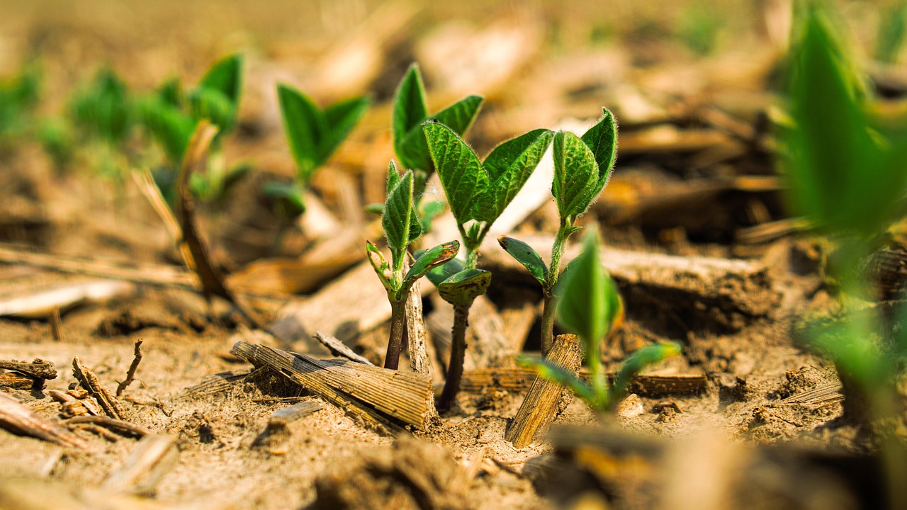 Plants Nature Garden - Free photo on Pixabay - Pixabay