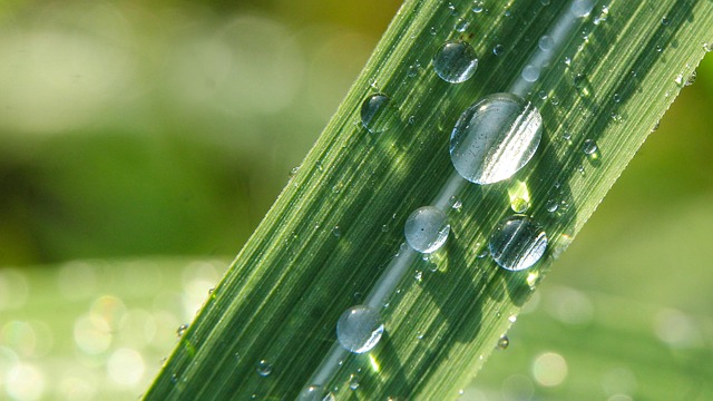 Grass Blade Drops - Free photo on Pixabay - Pixabay