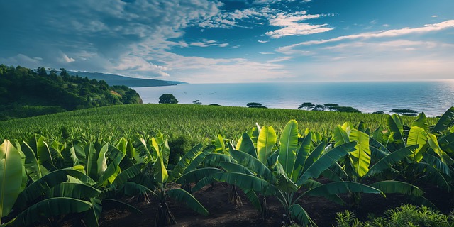 Download Banana Plantation, Landscape, Ocean View. Royalty-Free Stock ...