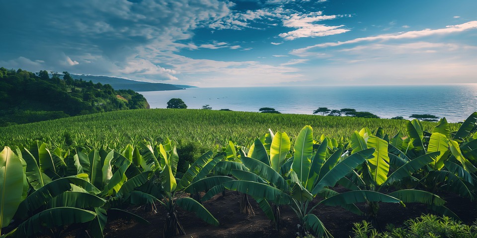 Download Banana Plantation, Landscape, Ocean View. Royalty-Free Stock ...