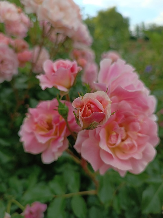 Roses Nature Flora - Free photo on Pixabay - Pixabay