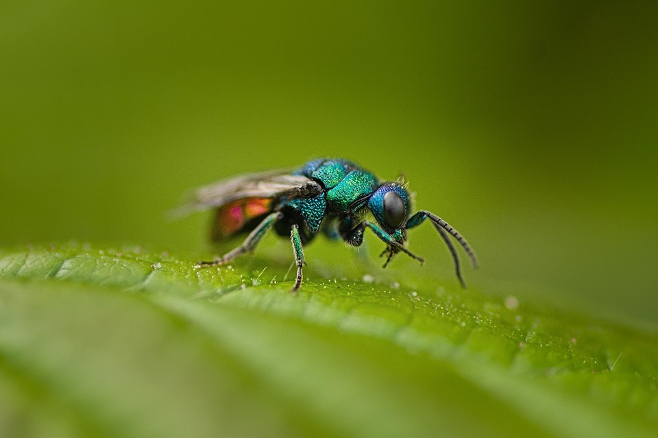 Insect Nature Macro Close - Free photo on Pixabay - Pixabay