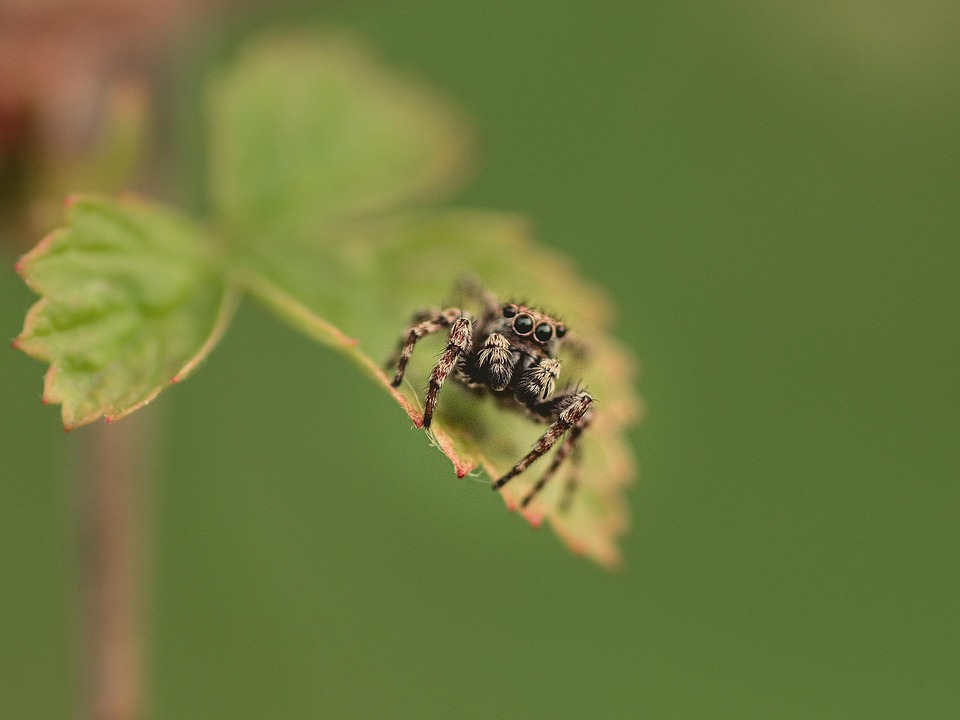 Spider Nature Insect - Free photo on Pixabay - Pixabay