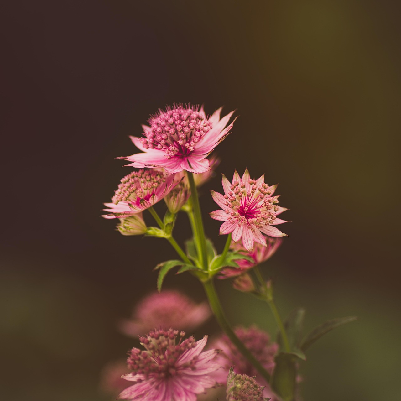 Flora Nature Bloom - Free photo on Pixabay - Pixabay
