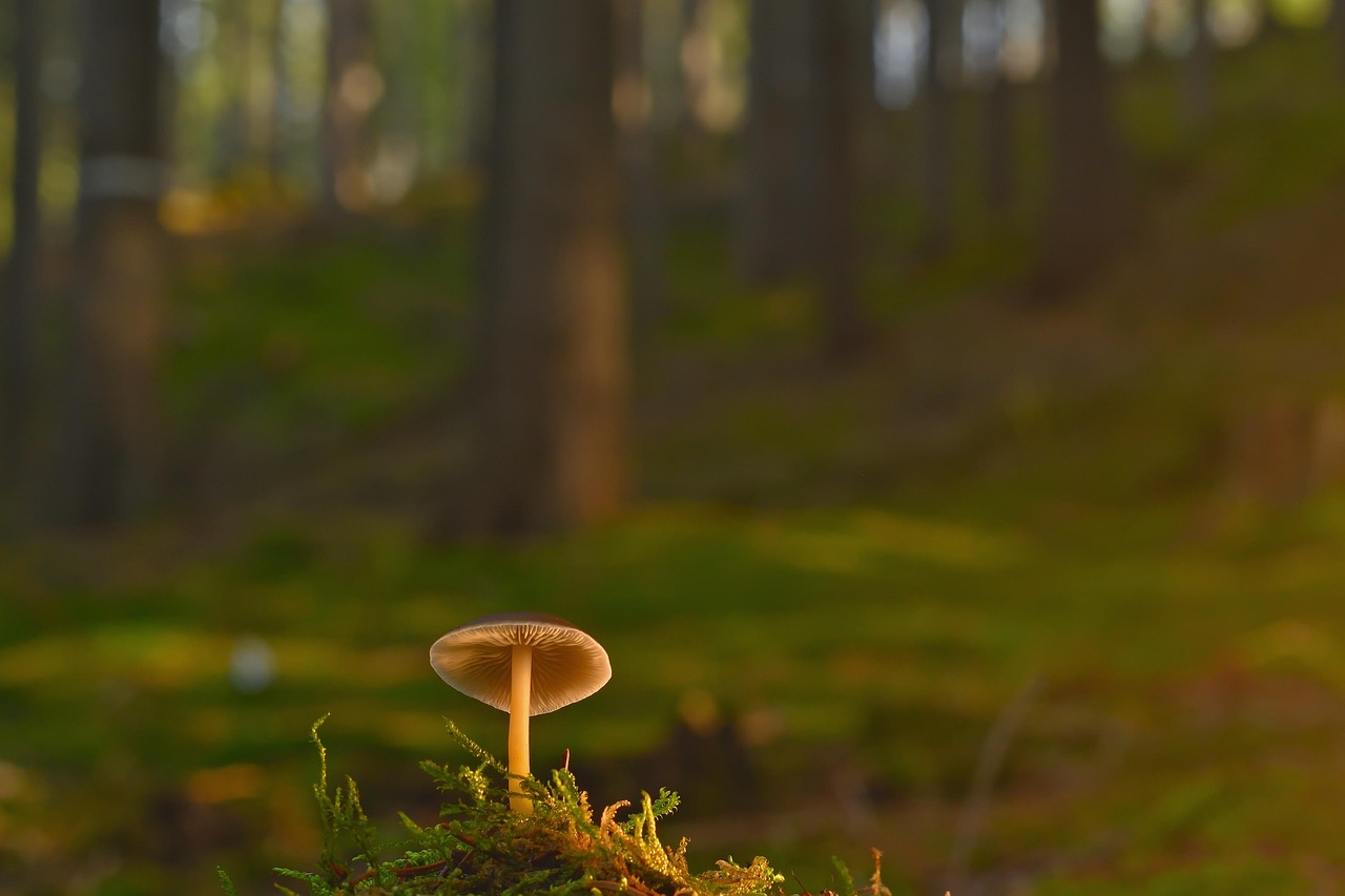 Mushroom Disc Fungus Moss - Free photo on Pixabay