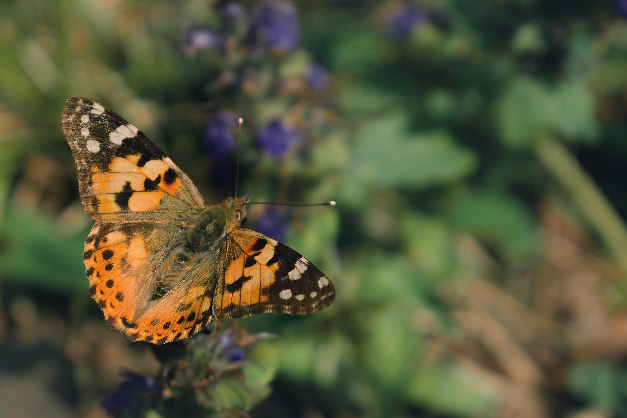 Butterfly Nature Wings - Free photo on Pixabay - Pixabay