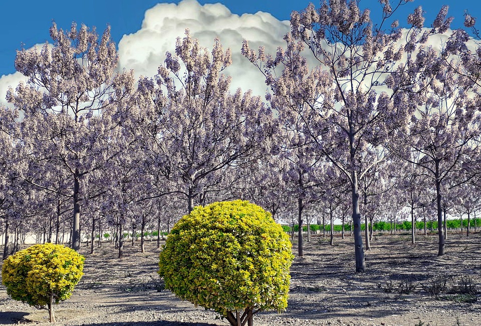 Nature Trees Landscape - Free photo on Pixabay