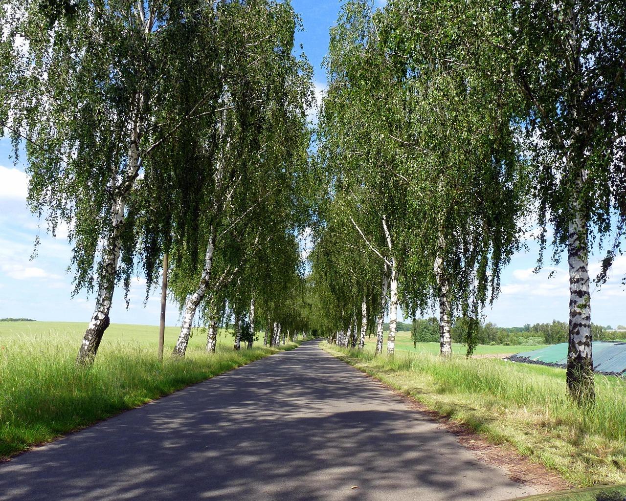 Birch Avenue Road Trees - Free photo on Pixabay