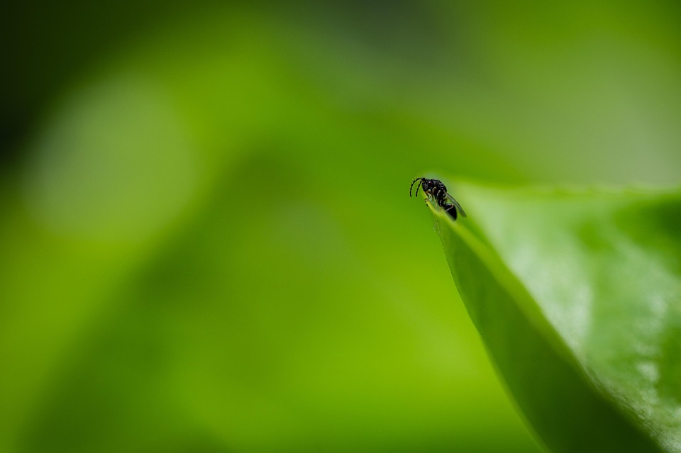 Insecte Beetle La Nature - Photo gratuite sur Pixabay - Pixabay
