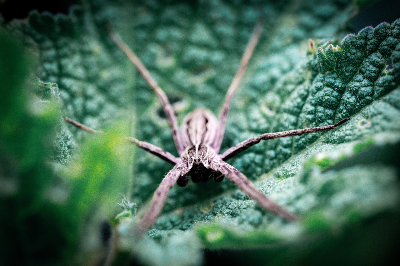 Spider Nature Arachnid - Free photo on Pixabay - Pixabay