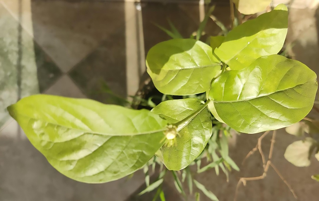 Natureza Folhas Planta - Imagens grátis no Pixabay