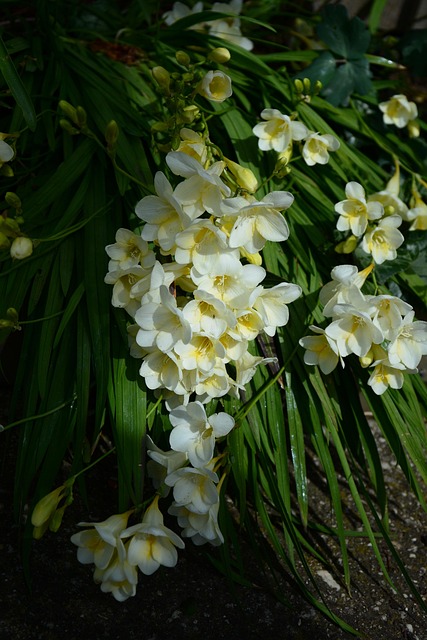 Freesia Flower Nature - Free photo on Pixabay - Pixabay