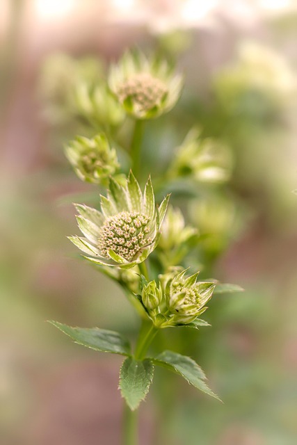 Flor Yugo Planta - Foto gratis en Pixabay - Pixabay