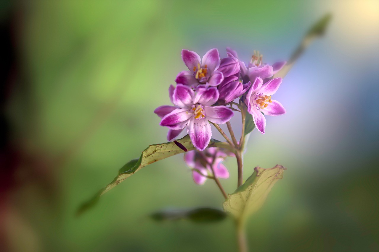 Flowers Zenisek Bush - Free photo on Pixabay - Pixabay