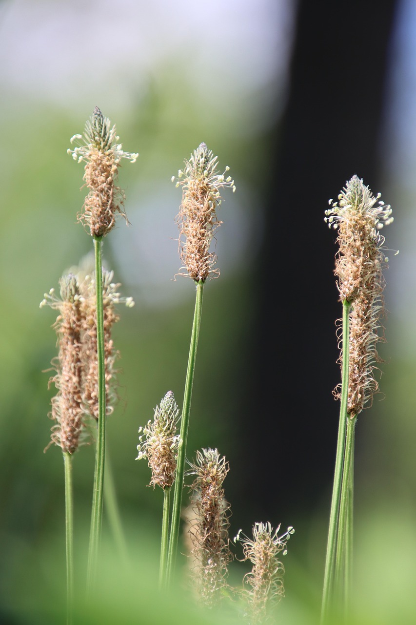 Grasses Stalks Stem - Free photo on Pixabay - Pixabay