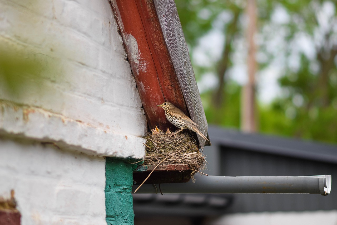 Little Birds Bird Birdie - Free photo on Pixabay