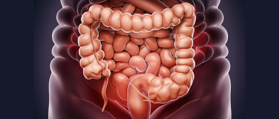 Download Colon, Anatomy, Medical. Royalty-Free Stock Illustration Image ...