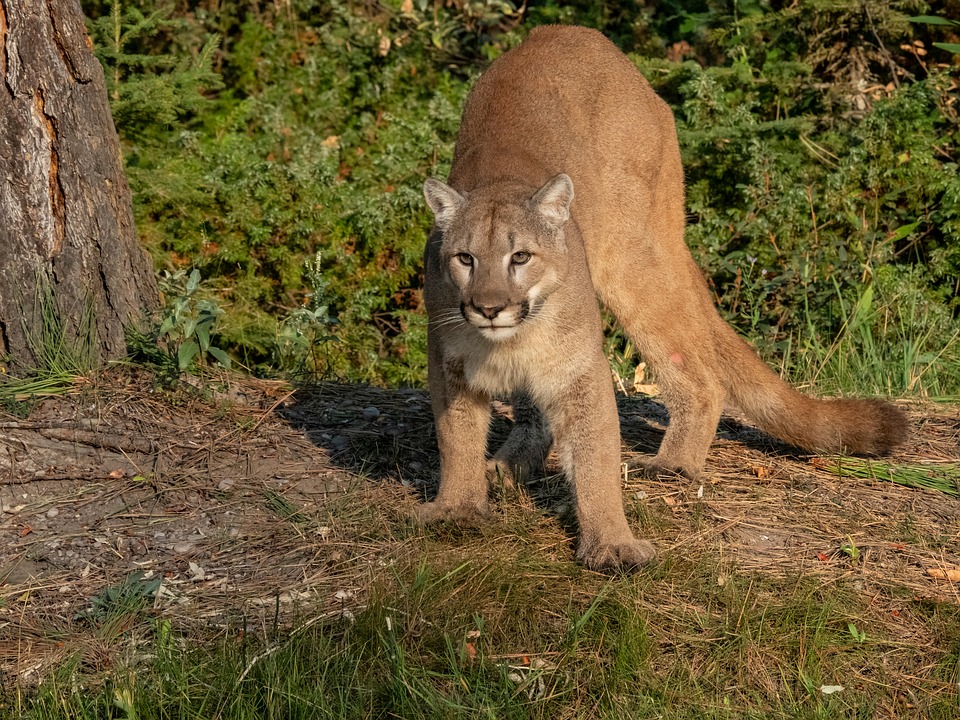 Cougar Puma Animal - Free photo on Pixabay - Pixabay