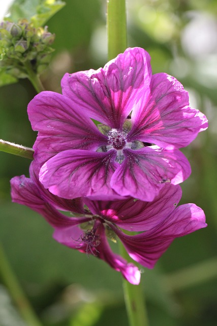 Mauve La Nature Fond D'Écran Fleur - Photo gratuite sur Pixabay - Pixabay