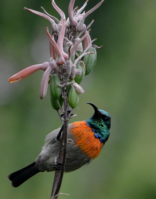 Sunbird Bird Nature - Free photo on Pixabay - Pixabay