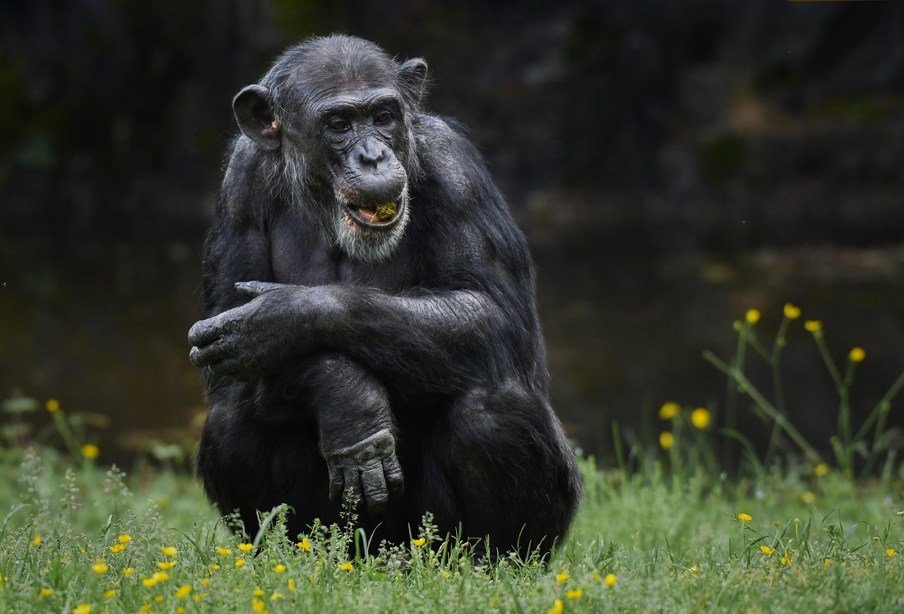 Animal Mamífero Macaco - Foto gratuita no Pixabay - Pixabay