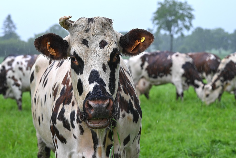 Norman Cow Cattle - Free photo on Pixabay - Pixabay