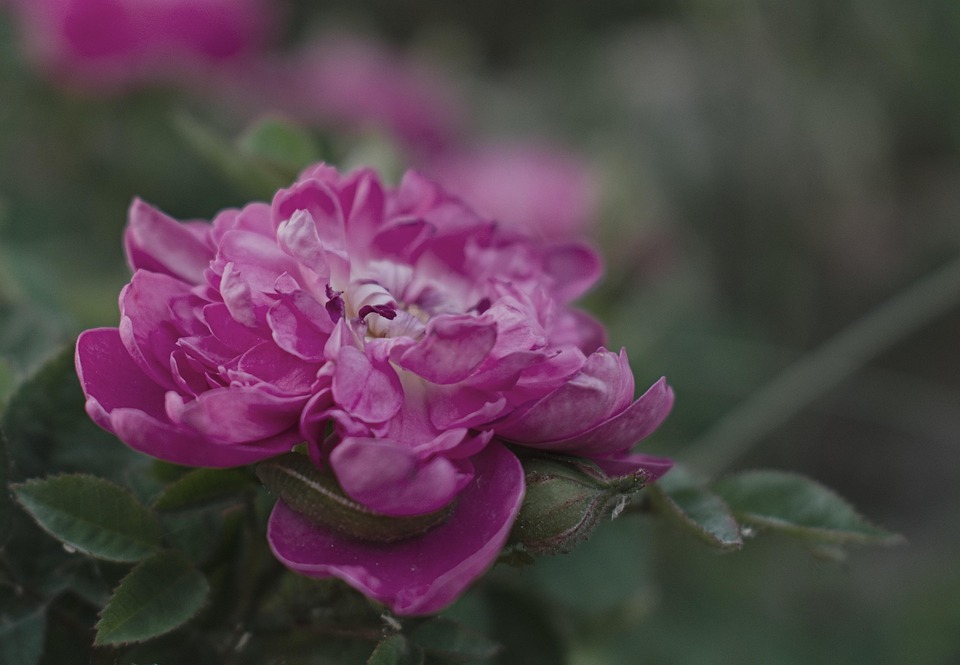 Des Roses La Nature Floraison - Photo gratuite sur Pixabay - Pixabay