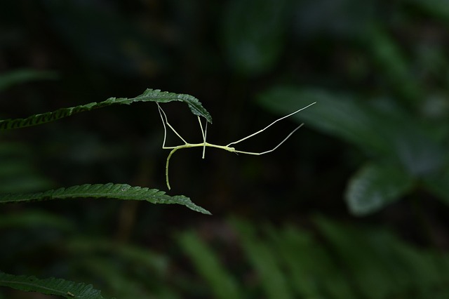 Insect Bug Entomology Stick Free Photo On Pixabay Pixabay