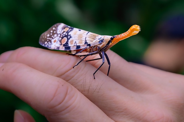 Insecte Cigale Entomologie - Photo gratuite sur Pixabay - Pixabay