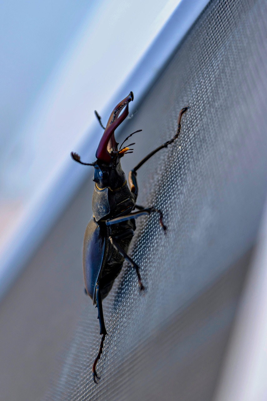 Beetle Nature Botany - Free photo on Pixabay - Pixabay