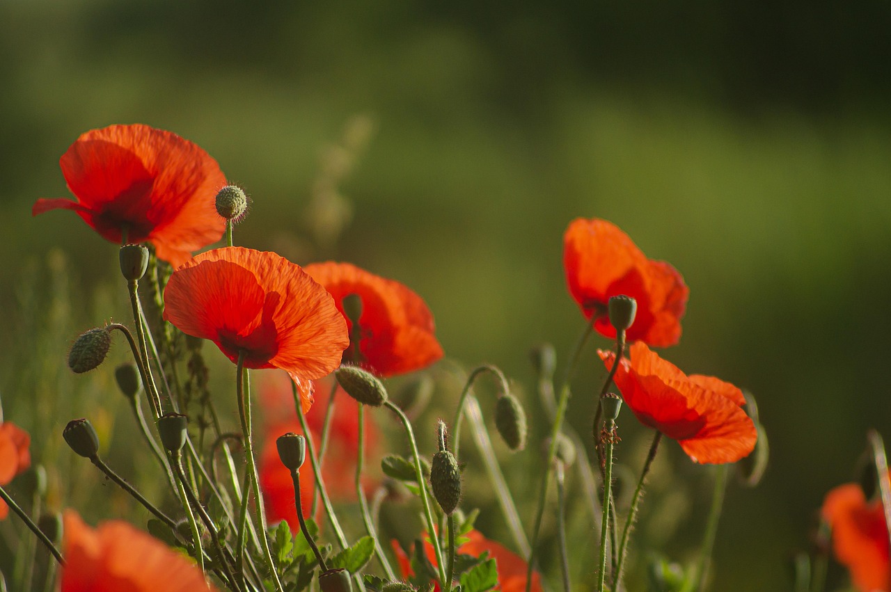 Blumen Sommer Mohnblumen - Kostenloses Foto auf Pixabay - Pixabay
