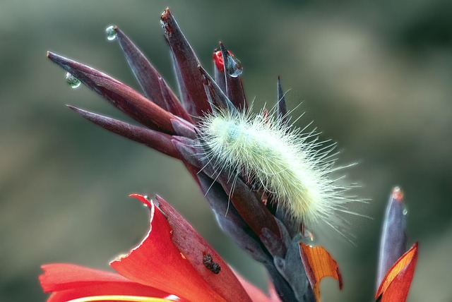 Caterpillar Flower Closeup - Free photo on Pixabay - Pixabay