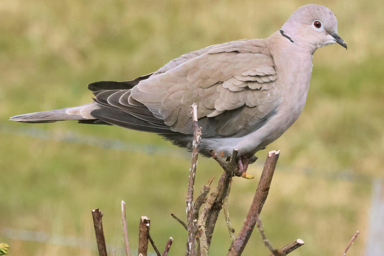Paloma De Collar Pájaro - Foto gratis en Pixabay - Pixabay
