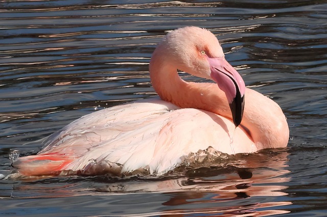 Burung Flamingo Merah Jambu - Foto gratis di Pixabay - Pixabay