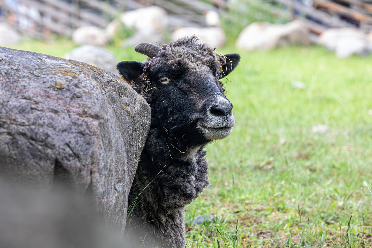 Animales De La Oveja Ovis Aries