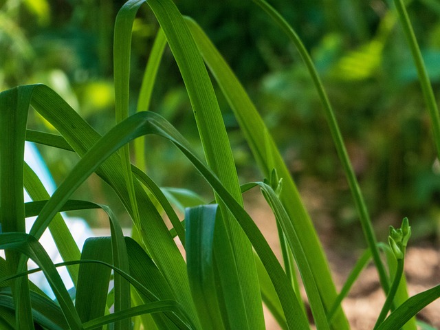 Gras Die Natur Wiese - Kostenloses Foto auf Pixabay