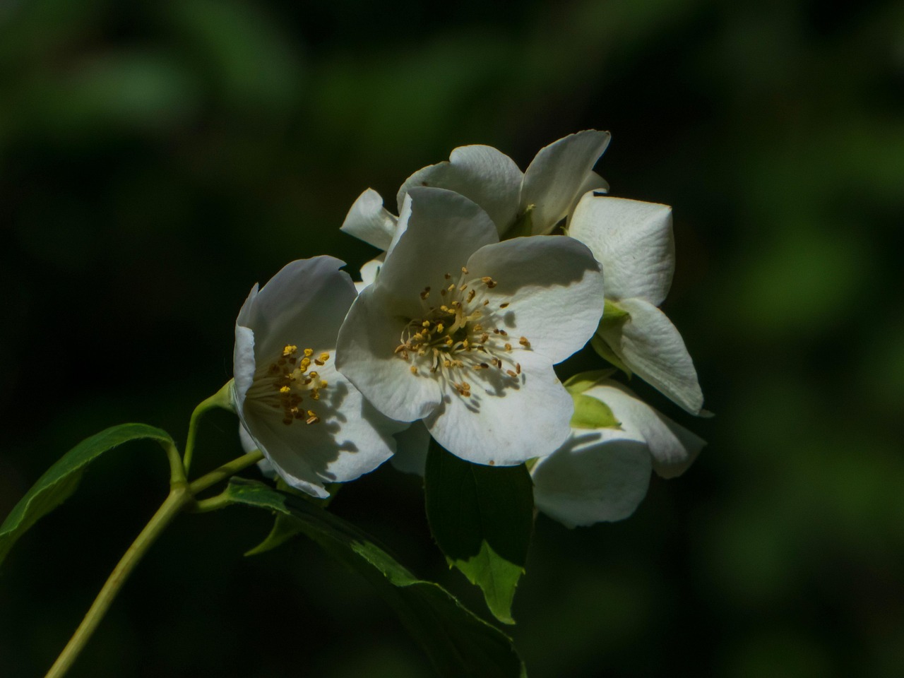 Jasmine Nature Flower - Free photo on Pixabay - Pixabay