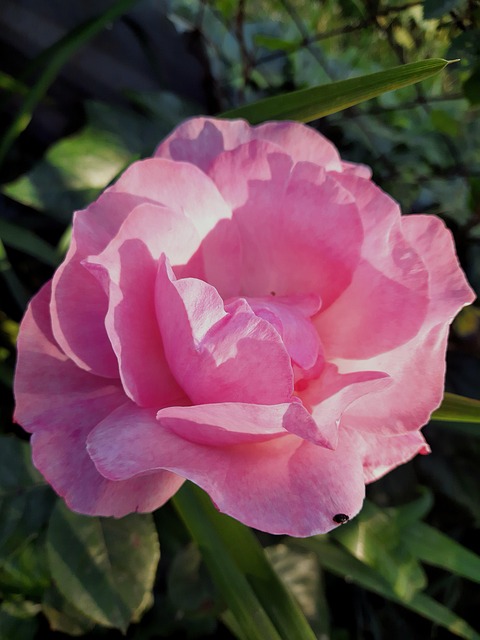 Rose Pôr Do Sol Rosa - Foto gratuita no Pixabay - Pixabay