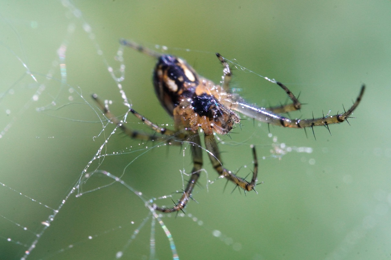 Nature Insect Spider Spider'S - Free photo on Pixabay - Pixabay