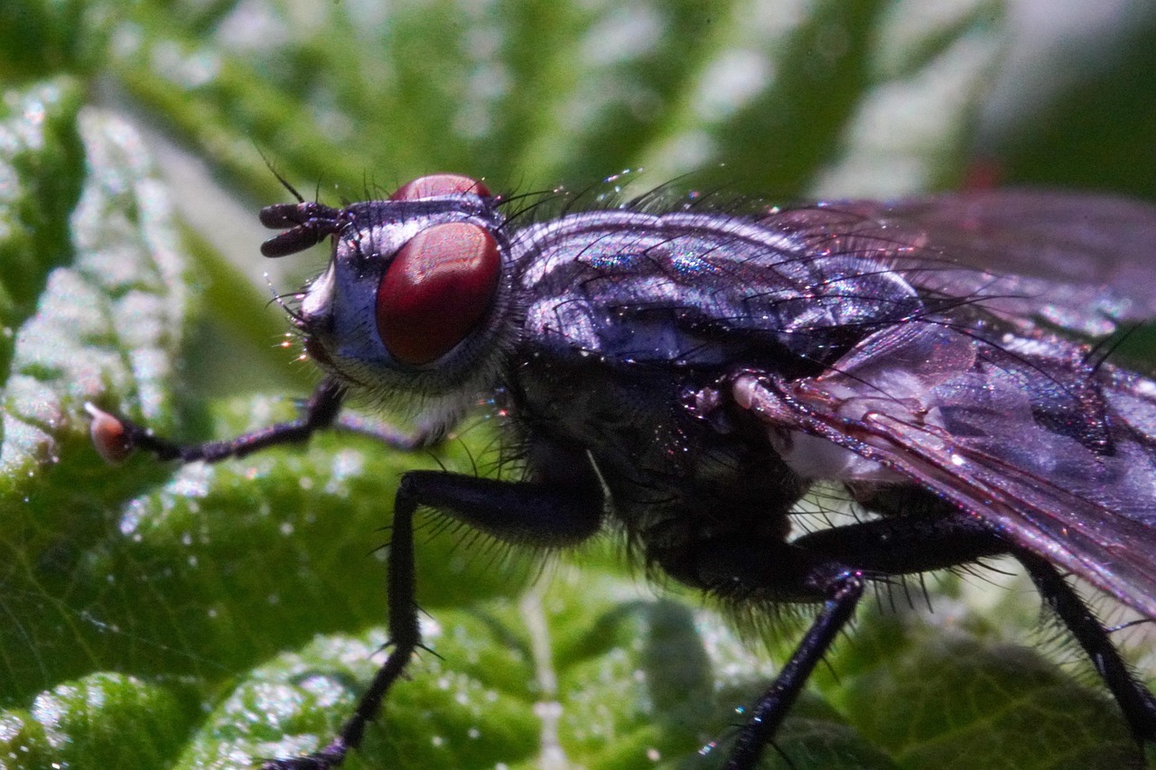 Nature Macro Insecte - Photo gratuite sur Pixabay - Pixabay