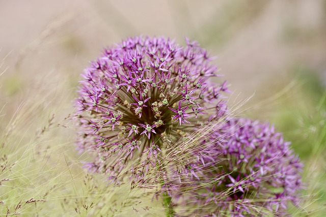 900+ Free Leek & Nature Images - Pixabay
