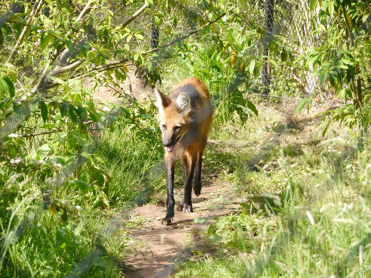 Juba Lobo Canino - Foto gratuita no Pixabay - Pixabay